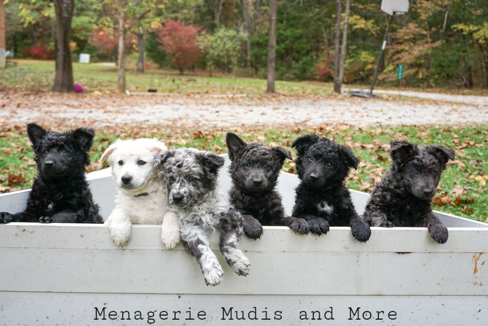 The Tails of Camelot Litter – August 2020 – Menagerie Mudis & More