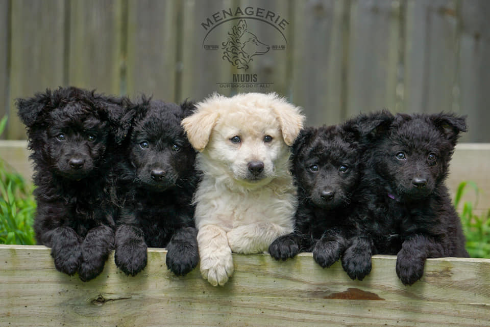 The Buzz-Worthy Litter June 2022 – Menagerie Mudis & More